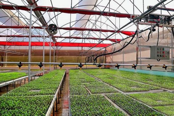 Interview: High-Tech Nurseries